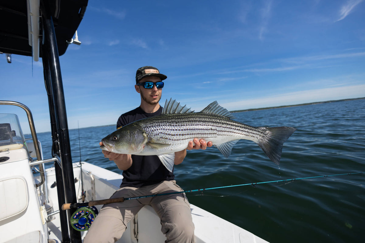 Striped Bass Sink 8 – Fish 'N Stuff